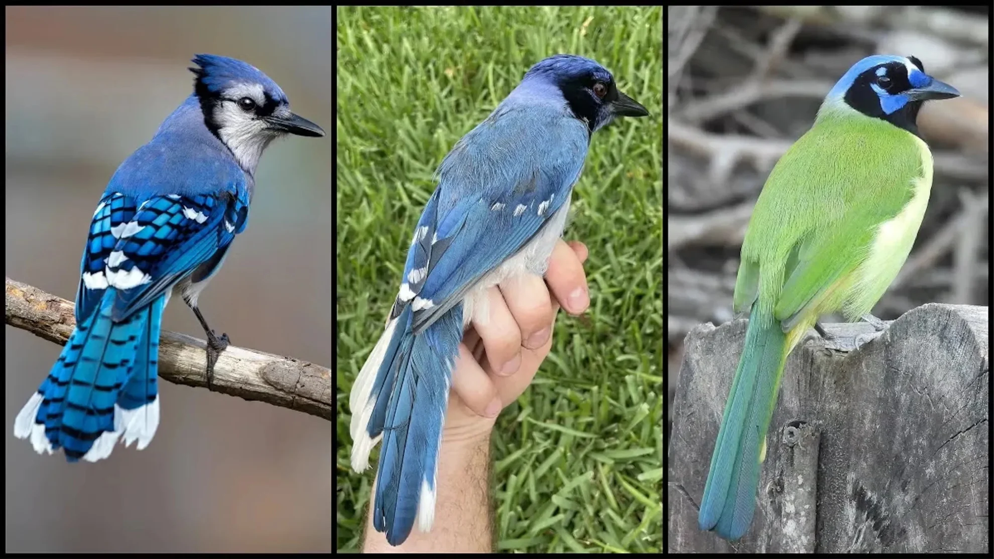 This may be the first hybrid bird that exists due to climate change ...