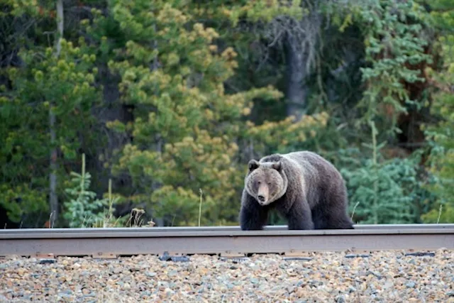 Grizzly bears 'regular residents' of Manitoba after sightings jump ...