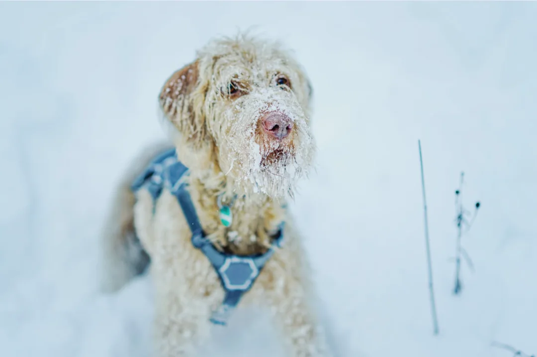 What is frostbite, what are the signs and how should we treat it? - The ...